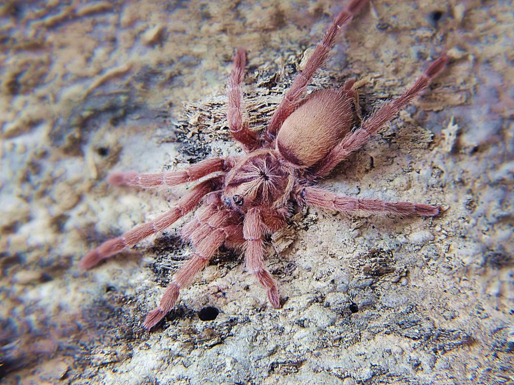 Neoholothele incei gold l1/2 - SPF Shop