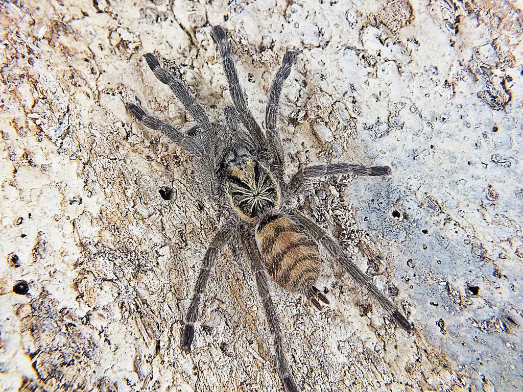 Neoholothele incei classic Samiec 1.5-2dc - SPF Shop